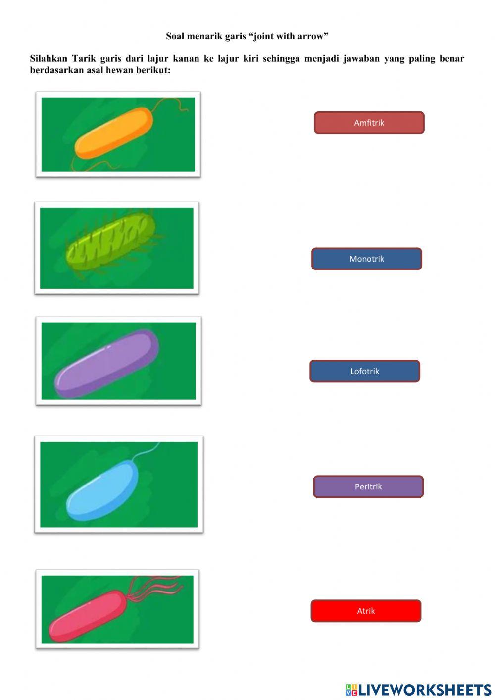 Bacteria exercise | Live Worksheets