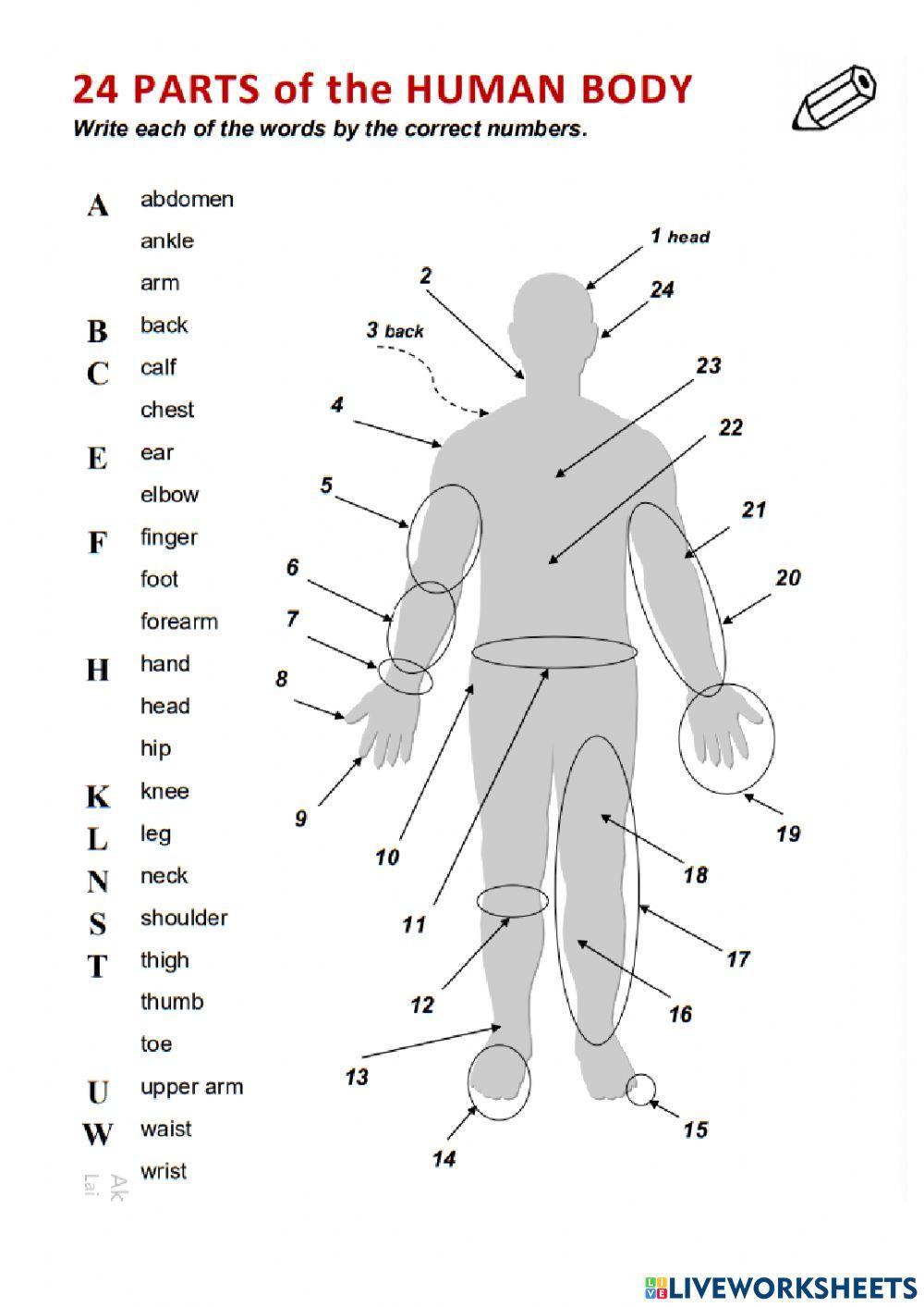 2259685 24 Parts Of The Human Body AnceU 2259685-24-parts-of-the-human-body-anceu