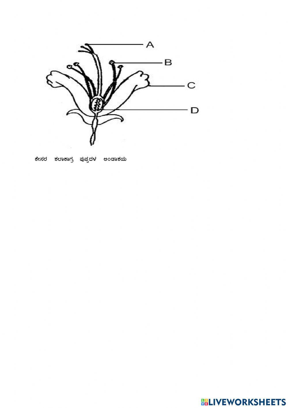 Diagram Sheet worksheet | Live Worksheets