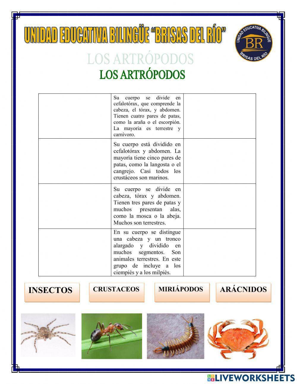 1068463 | Los artrópodos | Angélica Alexandra Intriago