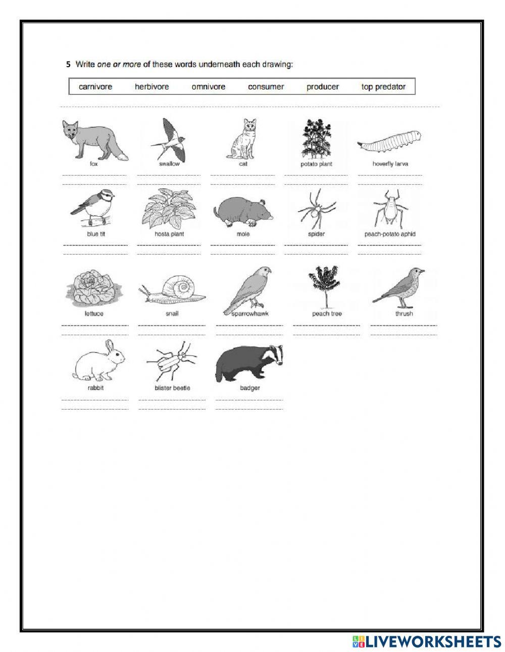 1069013 | Food web | Rozan Kharoub | LiveWorksheets