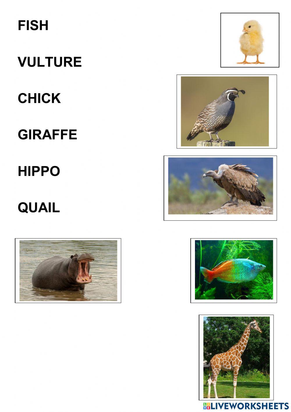 Animals 1071968 | TeacherMelanIre | Live Worksheets