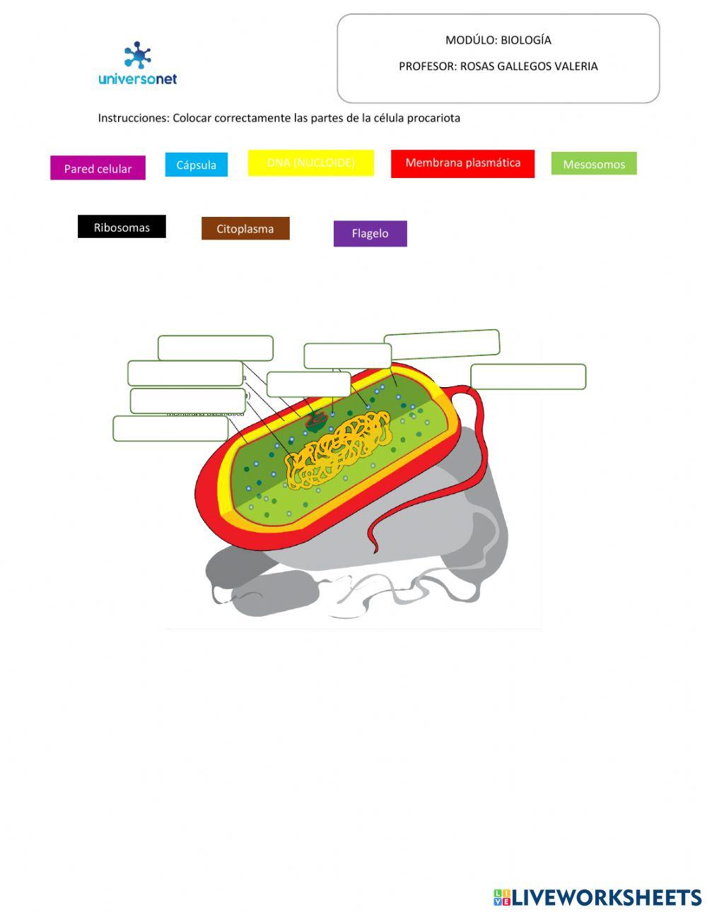 1072685 | Biología | Valeria008 | LiveWorksheets