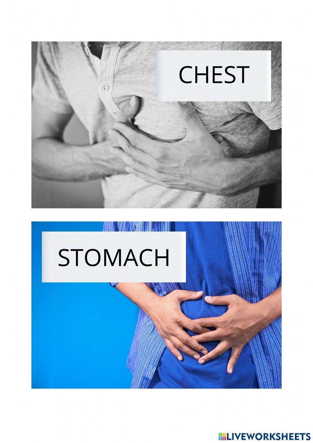Chest-stomach worksheet | Live Worksheets