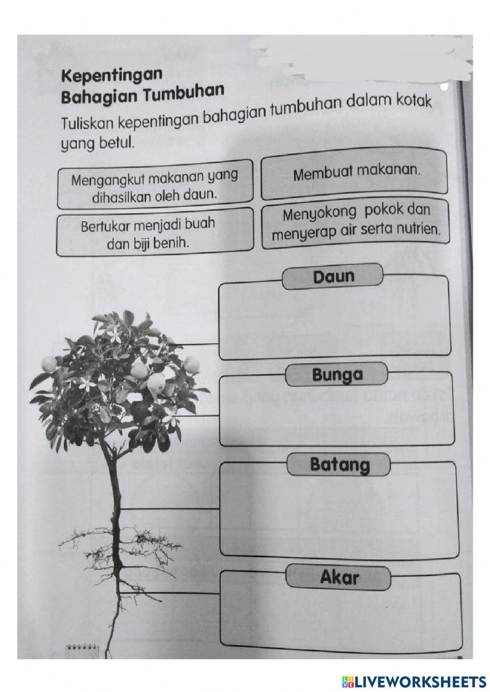 Pentingnya Bahagian Tumbuhan interactive worksheet | Live Worksheets