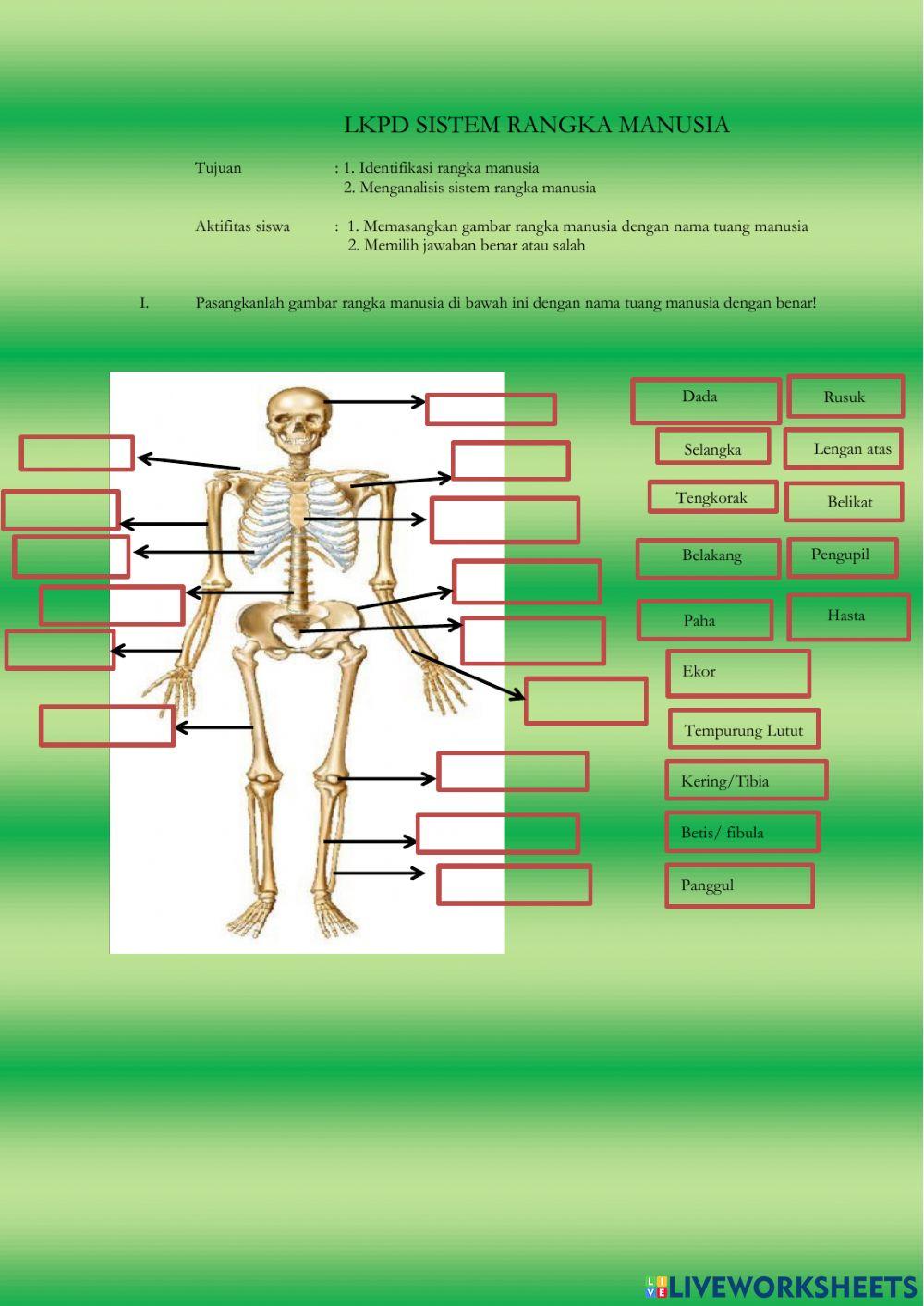 Rangka Manusia interactive exercise | Live Worksheets