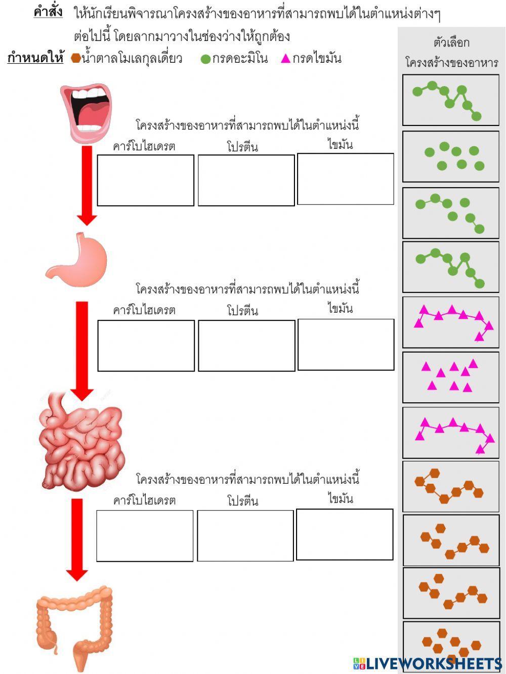 Digestive system model worksheet | Live Worksheets