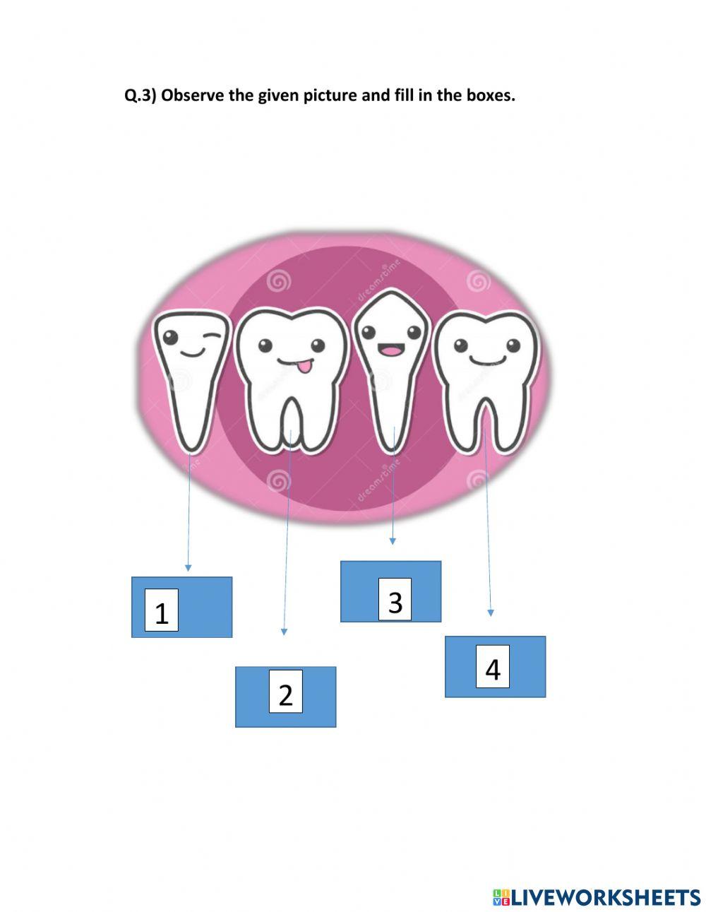 Teeth interactive activity | Live Worksheets