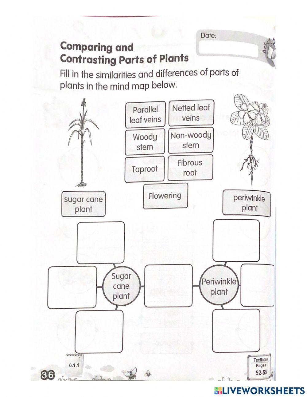 comparing plants ks1