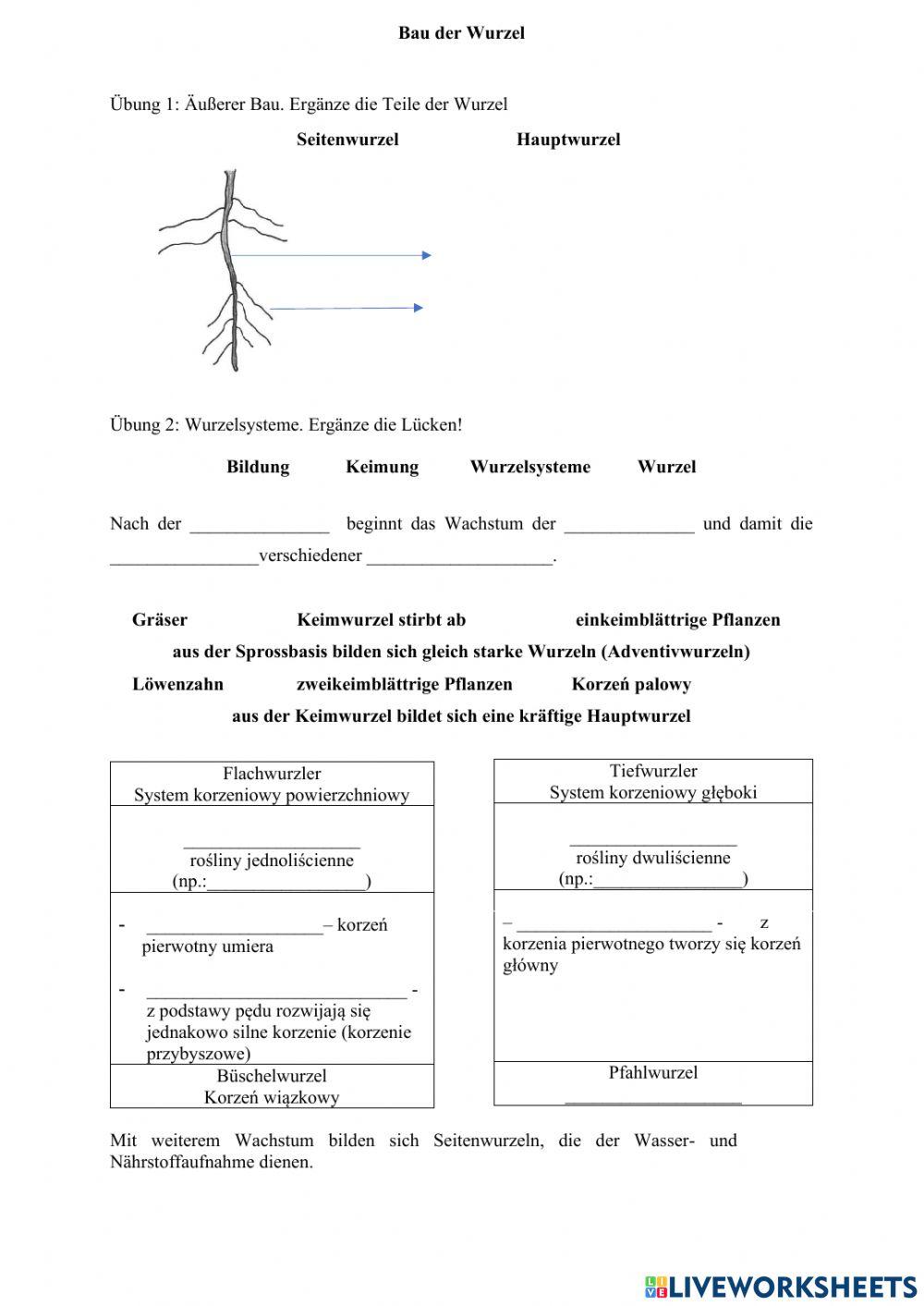 Bau der Wurzel worksheet | Live Worksheets
