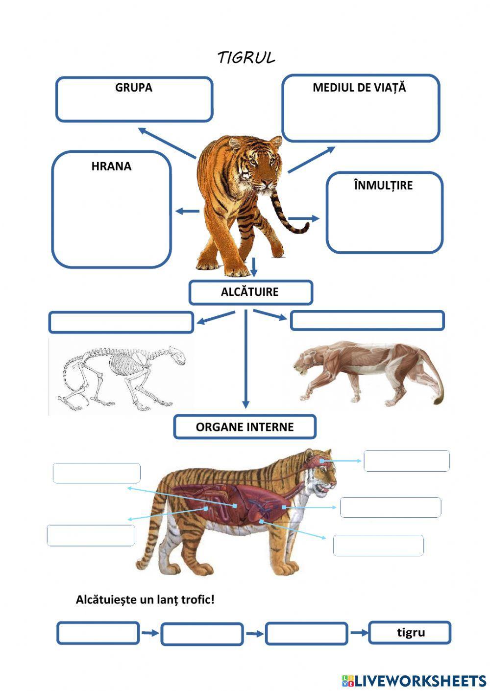Tigrul | Free Interactive Worksheets | 1167619