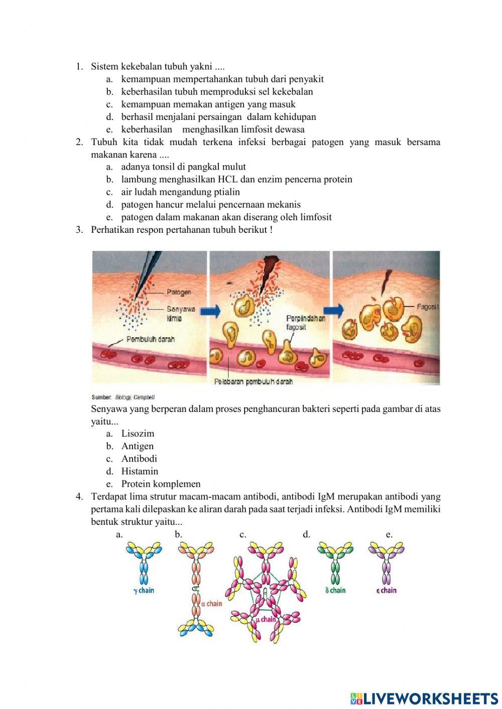 Sistem imun worksheet | Live Worksheets