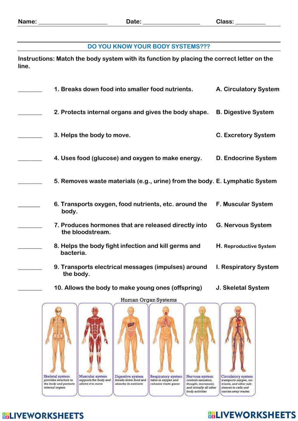 KNOW YOUR BODY SYSTEMS 3186415 | SENGAR | Live