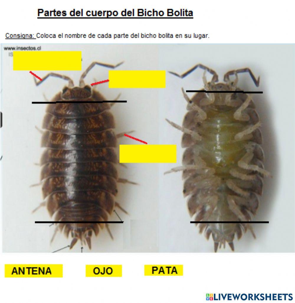 1172842 | Partes del cuerpo del bicho bolita | María