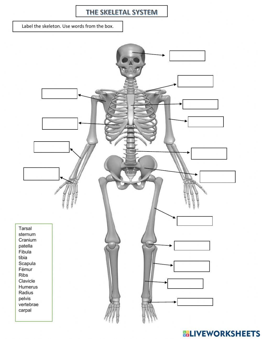 The Skeletal System Online Exercise For 6th Live Worksheets The Skeletal System Online Exercise For 6th Live Worksheets