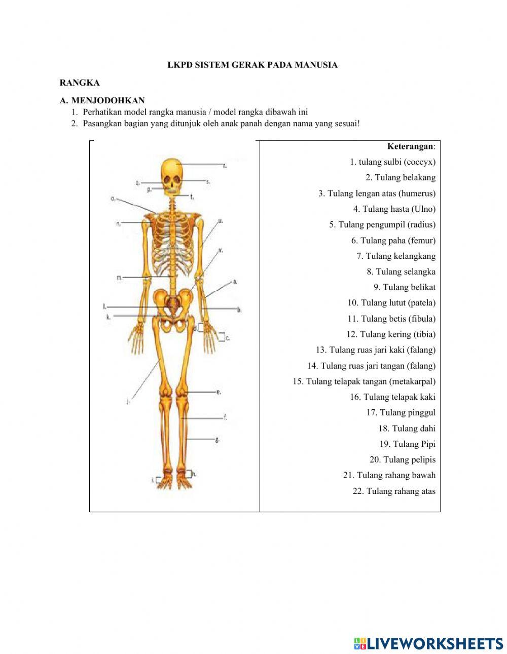Rangka worksheet | Live Worksheets