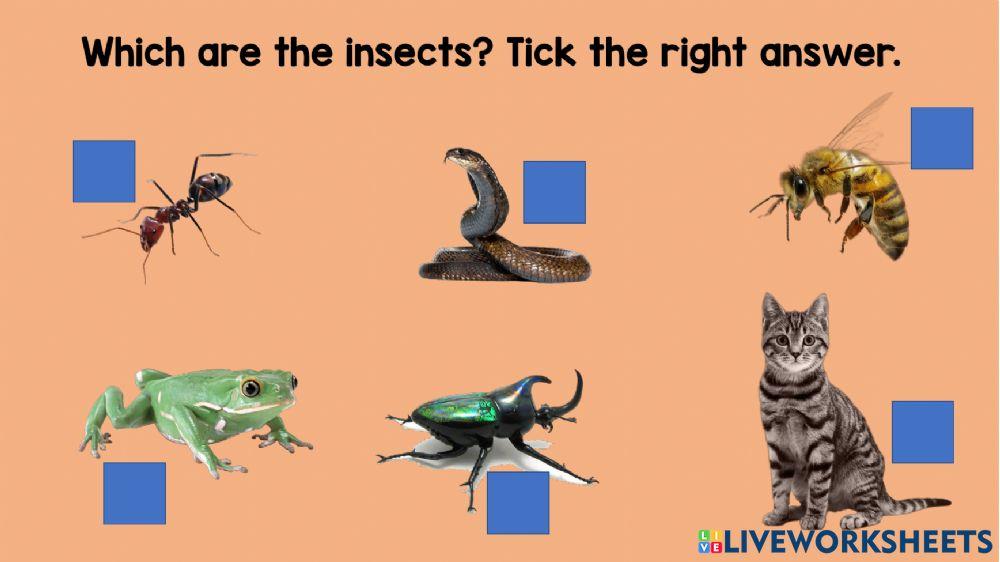 Identified the insect worksheet | Live Worksheets