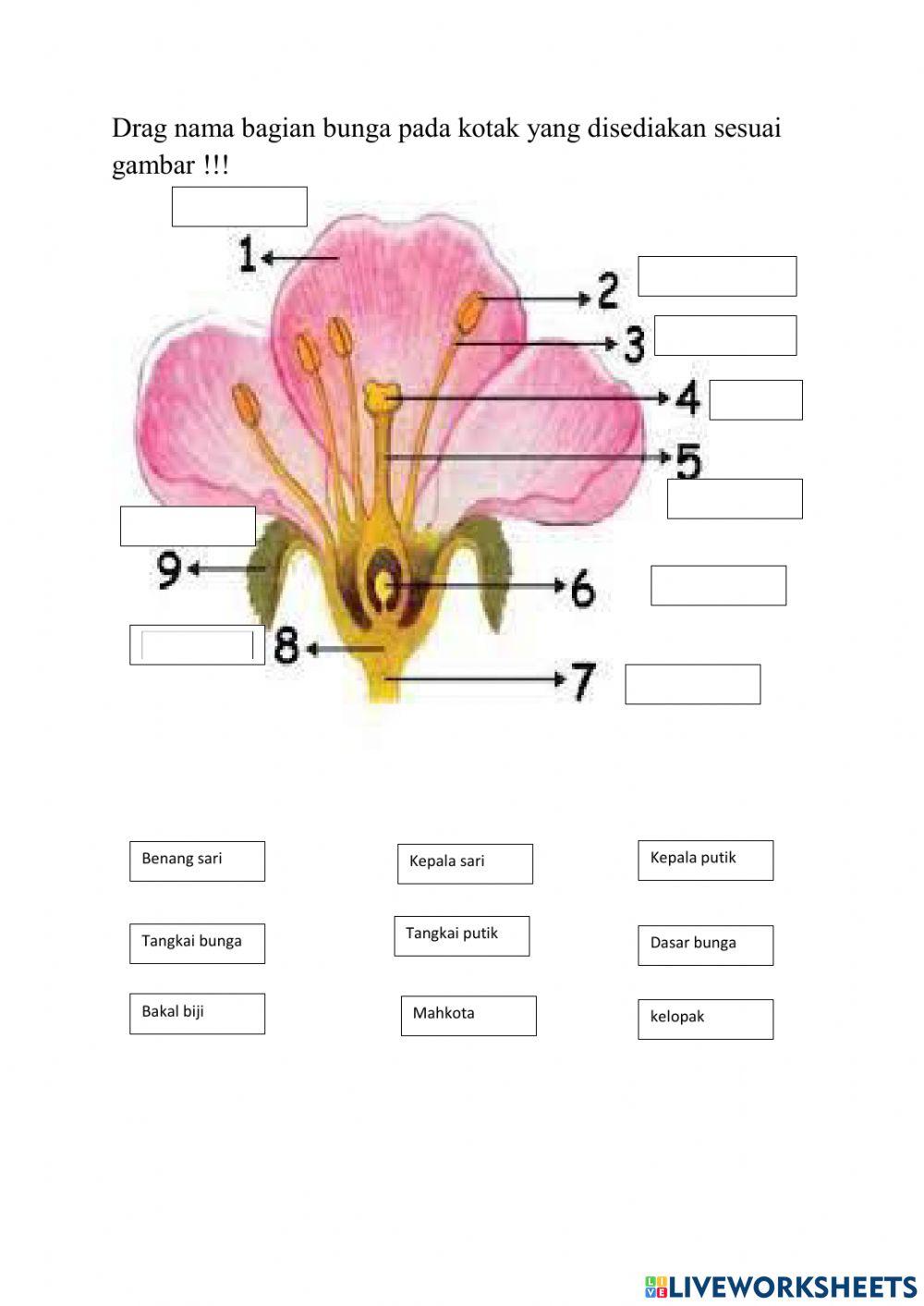 1181421 | Latihan Soal Bagian Bunga | Ni Wayan Priyati