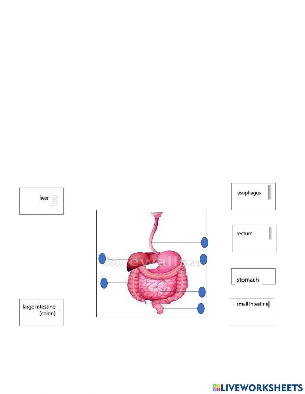 Organs online exercise | Live Worksheets