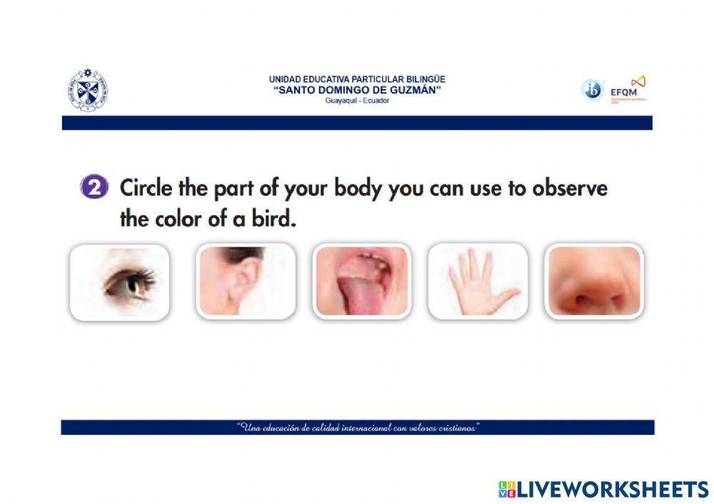Science online exercise for Segundo | Live Worksheets