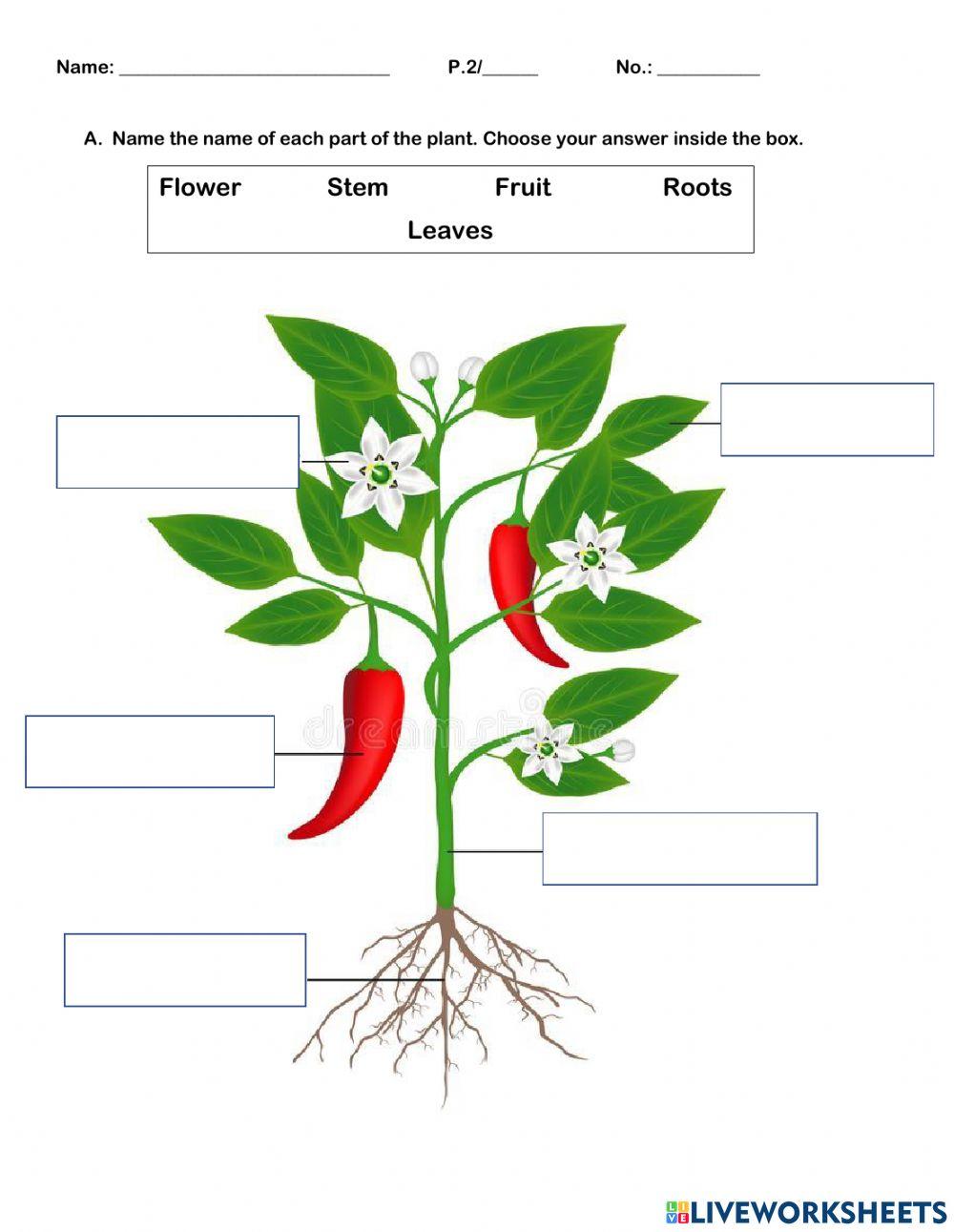 parts of plants grade 2 worksheet 1 3205871