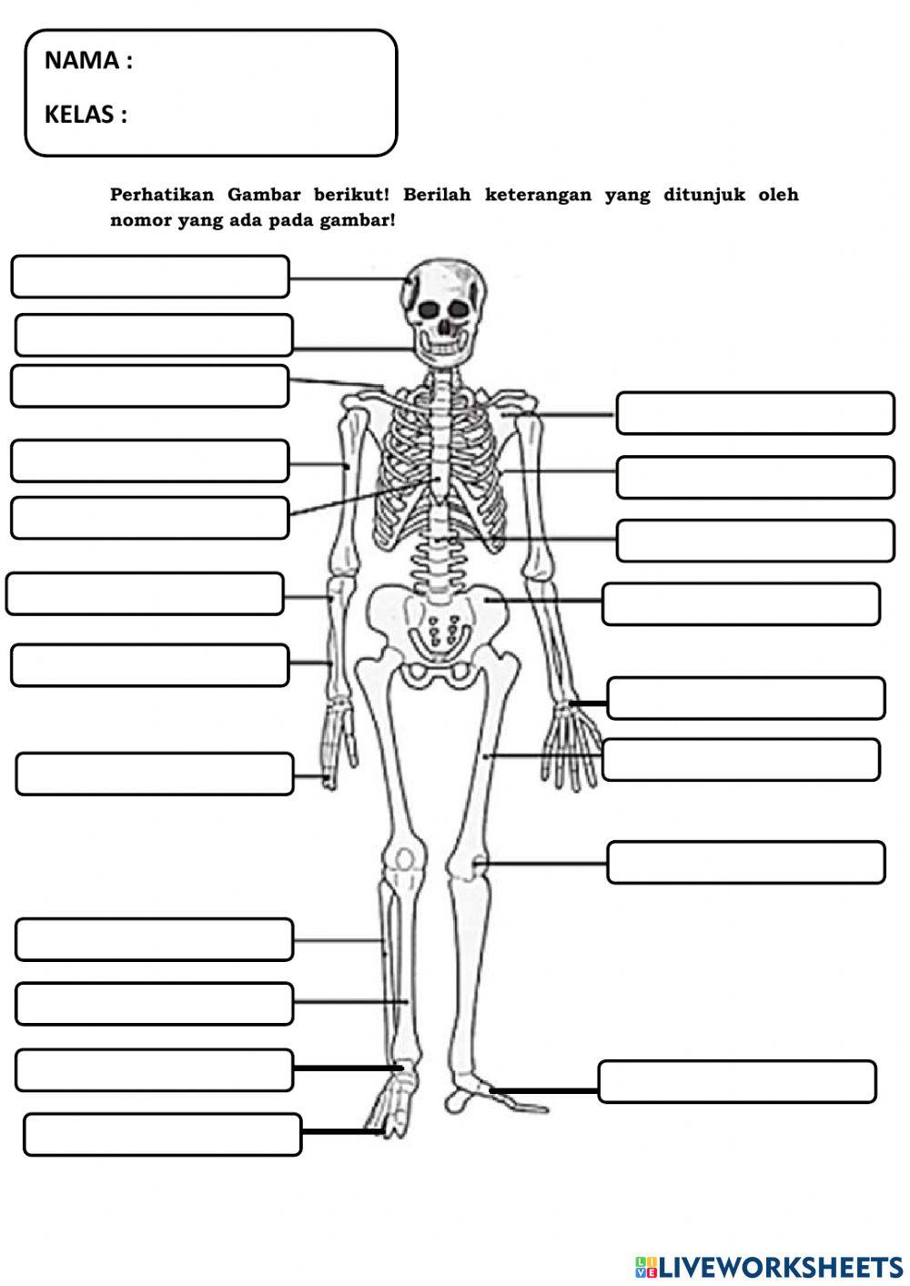 Rangka Manusia worksheet for kelas 8/ semeseter 1 | Live Worksheets