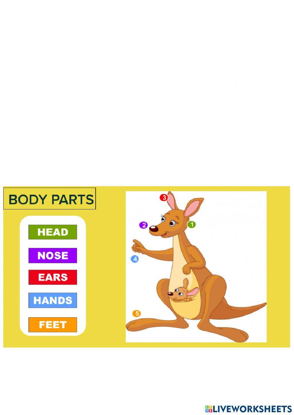 Body parts- kangaroo 1184926 | angelaespiritu5