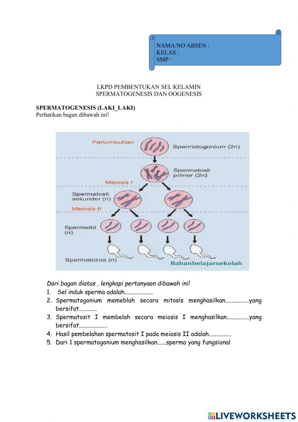 Spermatogenesis And Oogenesis Worksheet