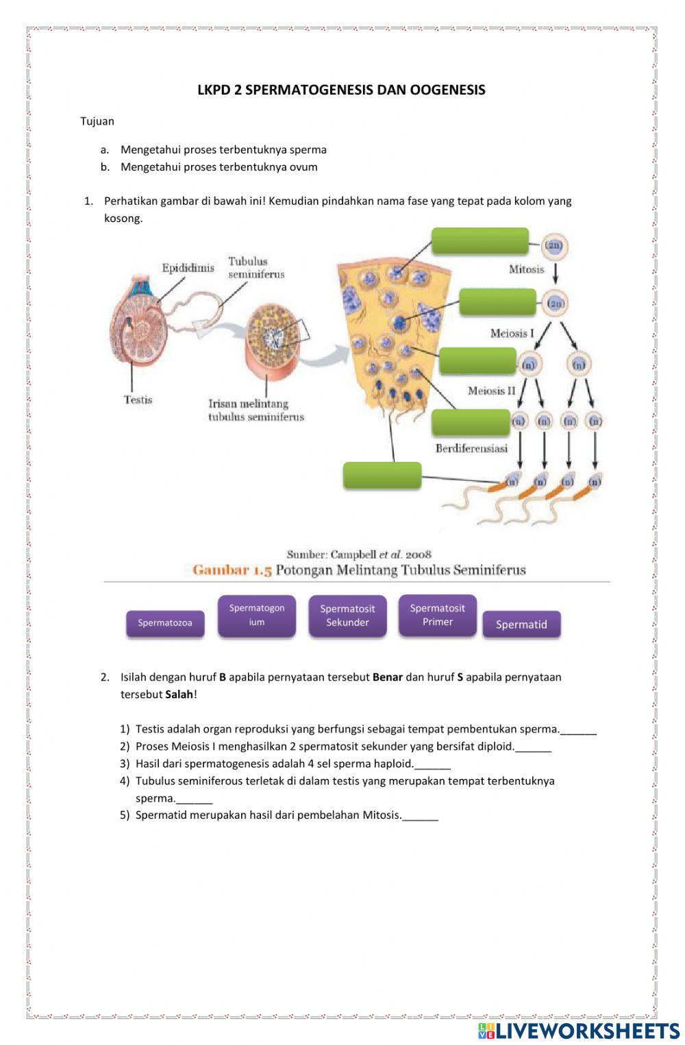 LKPD 2 SPERMATOGENESIS DAN OOGENESIS 3209030 | AMINI