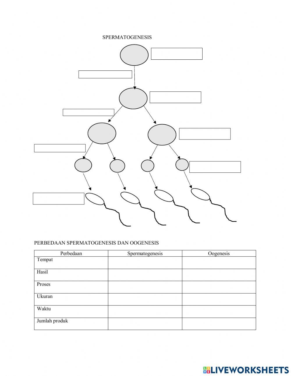 Spermatogenesis And Oogenesis Worksheet