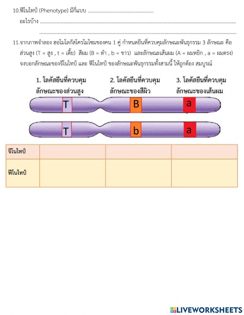 genotype-phenotype online exercise for | Live Worksheets