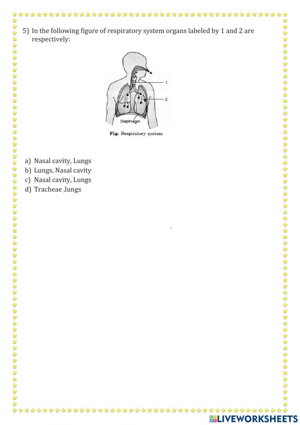 Respiration Worksheet 1190897 | 7Aclassteacher | Live