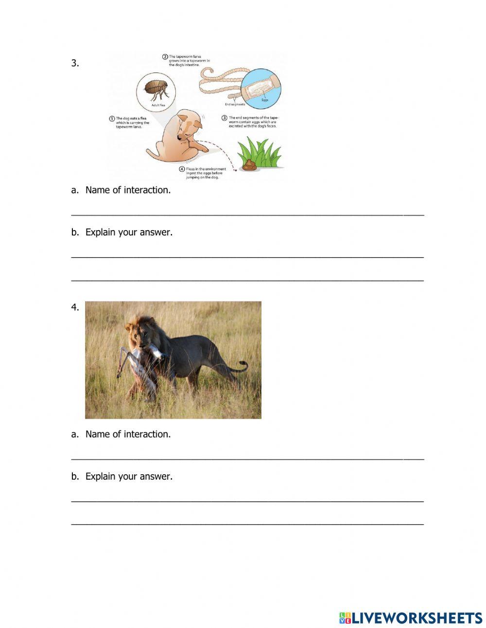 Interaction bet… | Free Interactive Worksheets | 6668246