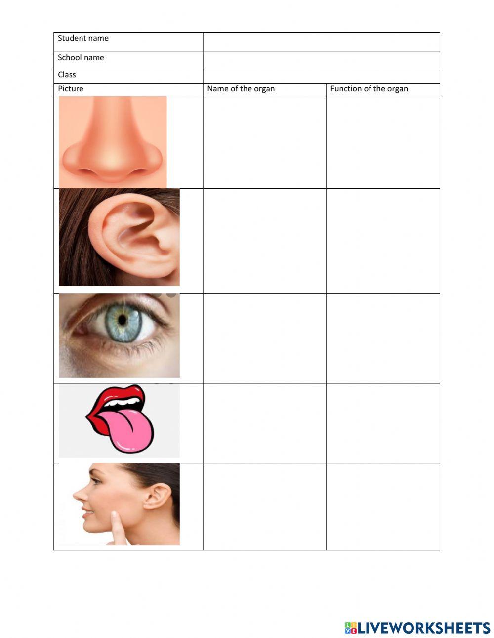 5 check in sense organ worksheet | Live Worksheets