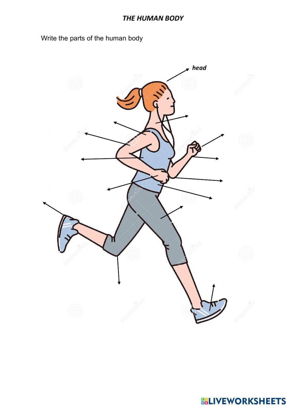 The Body | Free Interactive Worksheets | 1191530