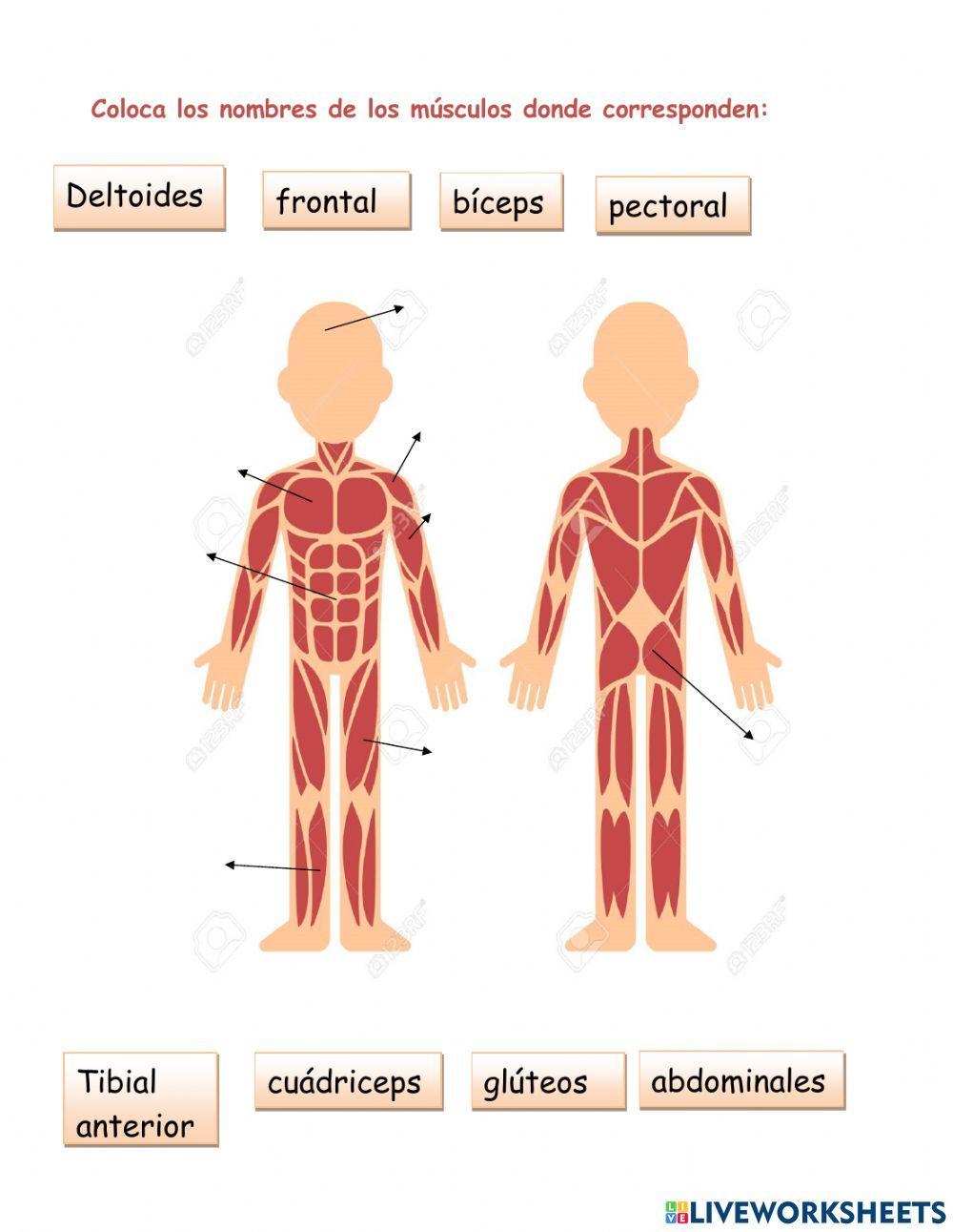 Músculos y Articulaciones | Marjorie | Live Worksheets