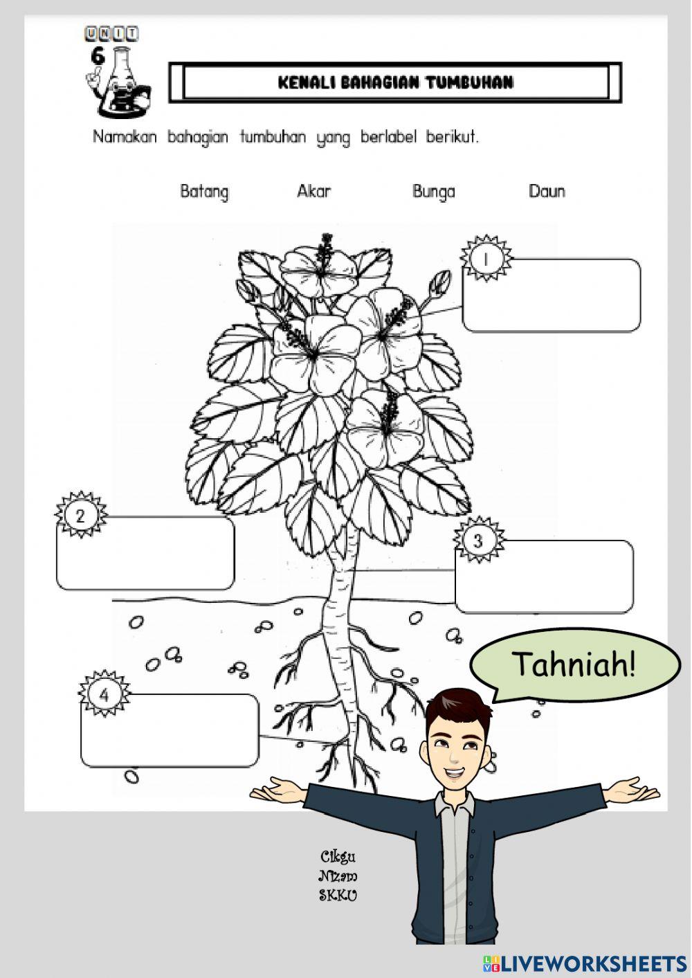 Sains tahun 1 free online activity | Live Worksheets
