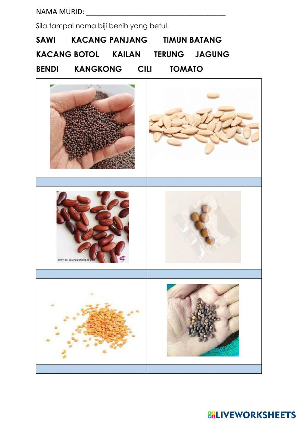 Jenis Biji Benih Sayuran worksheet | Live Worksheets