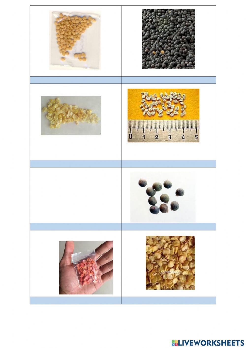 Jenis Biji Benih Sayuran worksheet | Live Worksheets