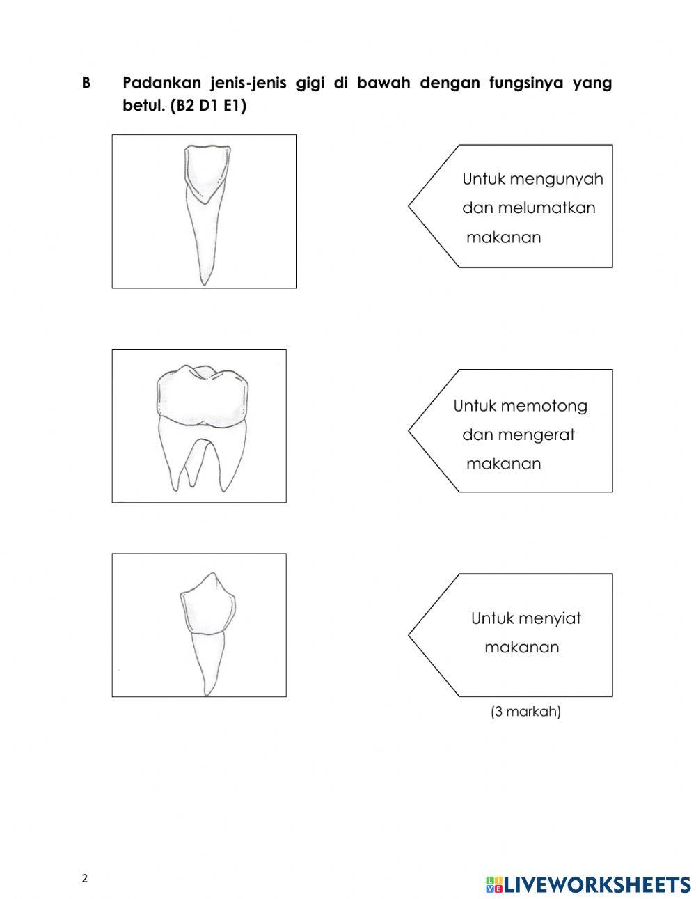 1194746 | Sains tahun 3 | asmyrarosli | LiveWorksheets
