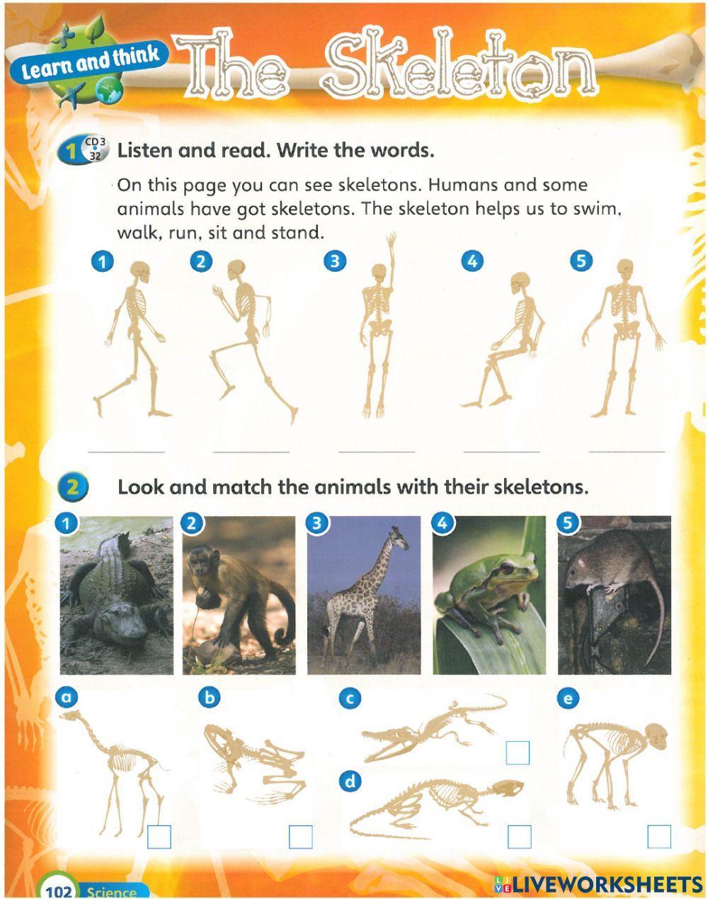 Fill in the blanks and match the animals with their skeletons. worksheet | Live Worksheets