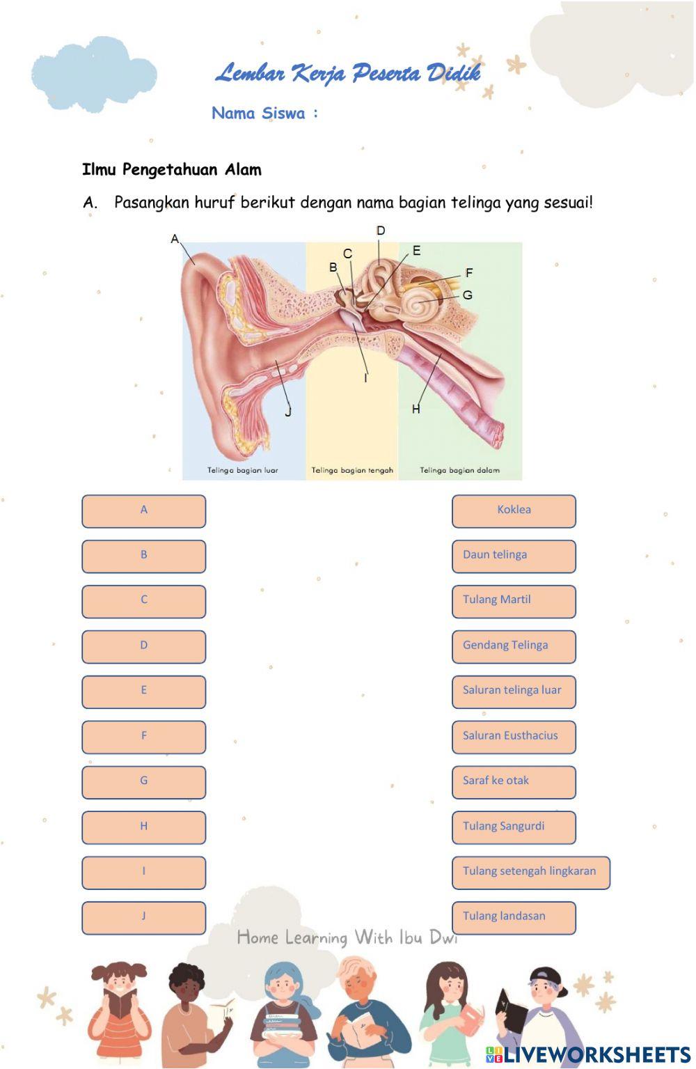 Proses Mendengar 1199137 | dwiameilia | Live Worksheets