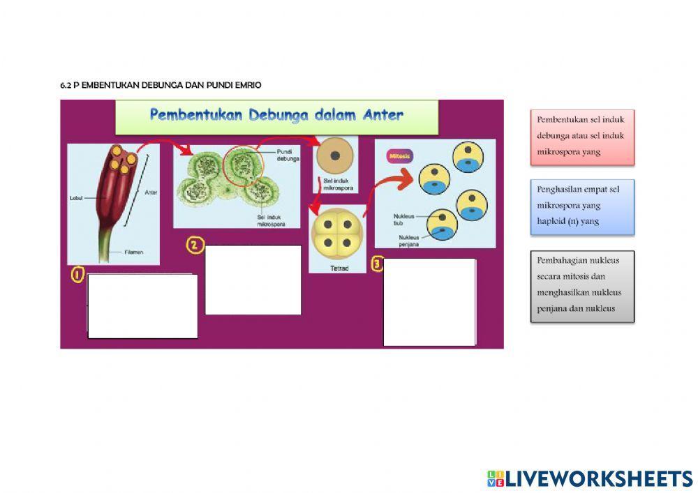 Struktur bunga dan pembentukan debunga dan pundi embrio
