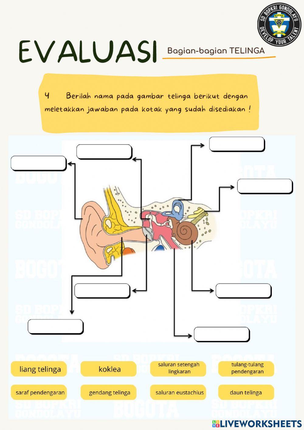 Evaluasi Bagian-bagian telinga worksheet | Live Worksheets