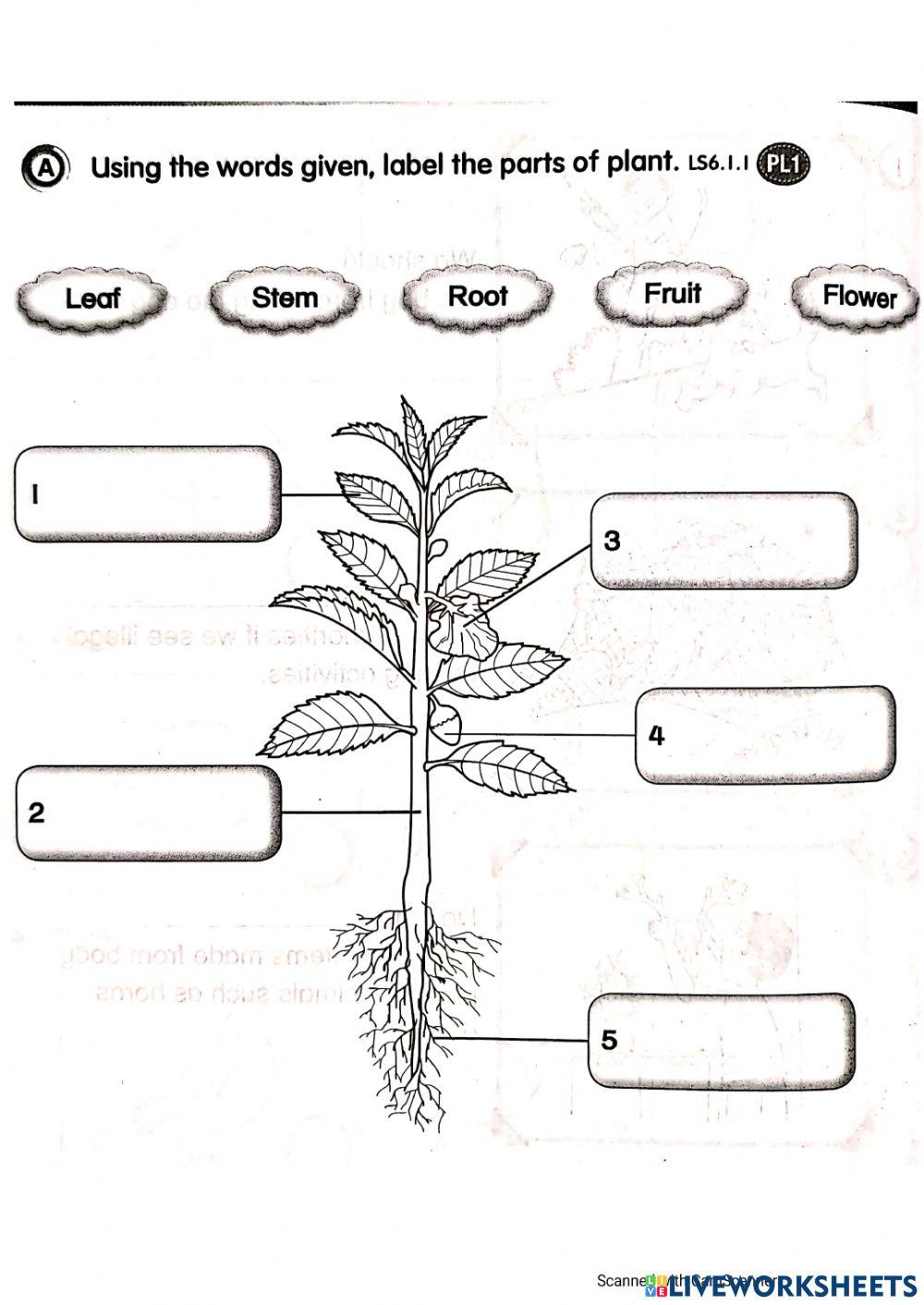 Parts Of Plant Free Worksheet Live Worksheets parts-of-plant-free-worksheet-live-worksheets