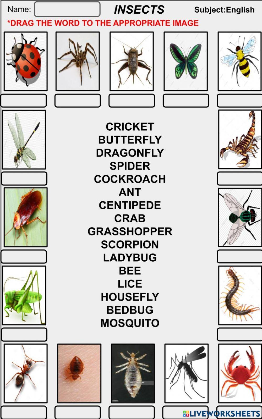 Insects drag 2736 | Anmangandla Varalaxmi | Live