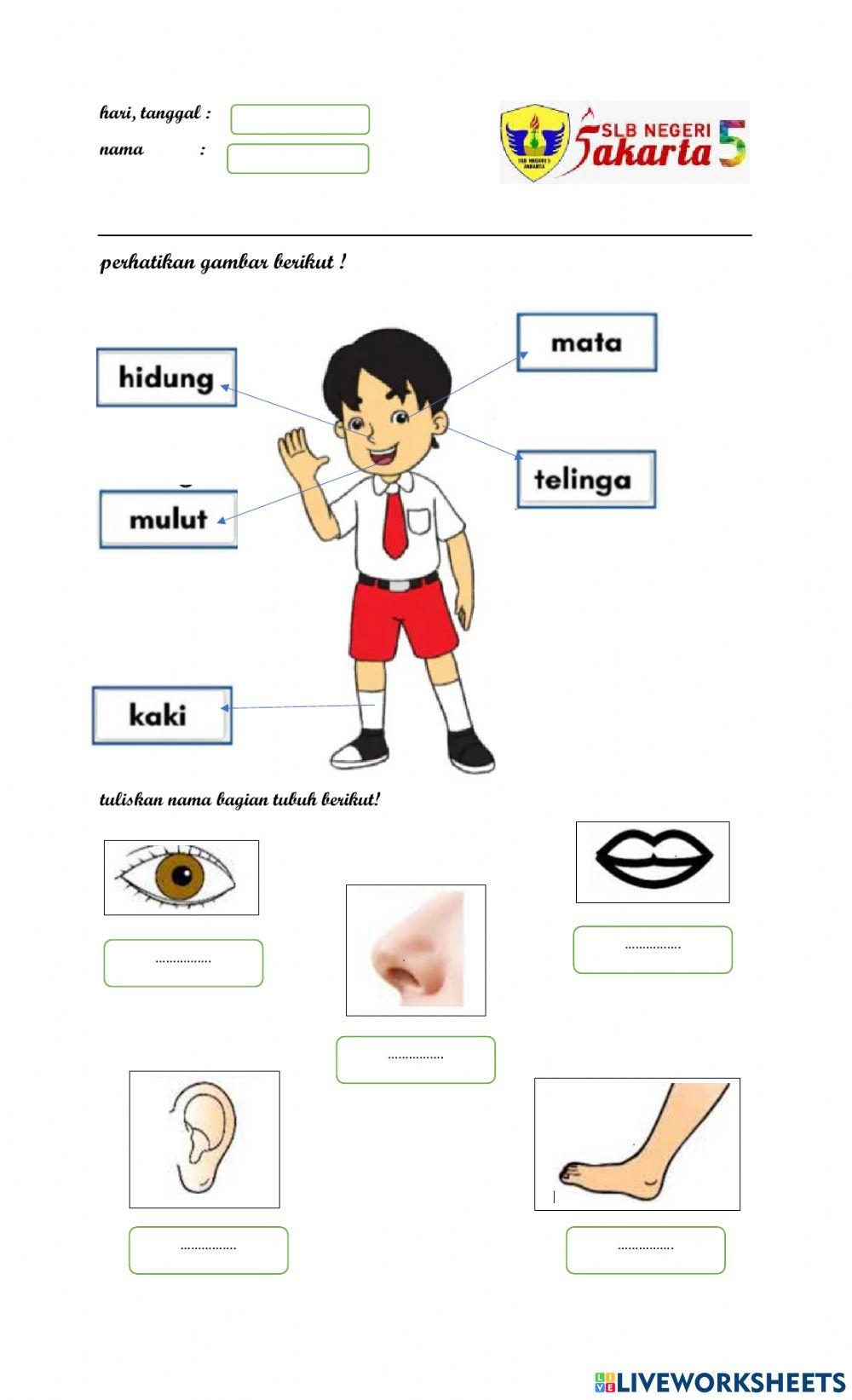 Anggota tubuh | Free Interactive Worksheets | 1203613