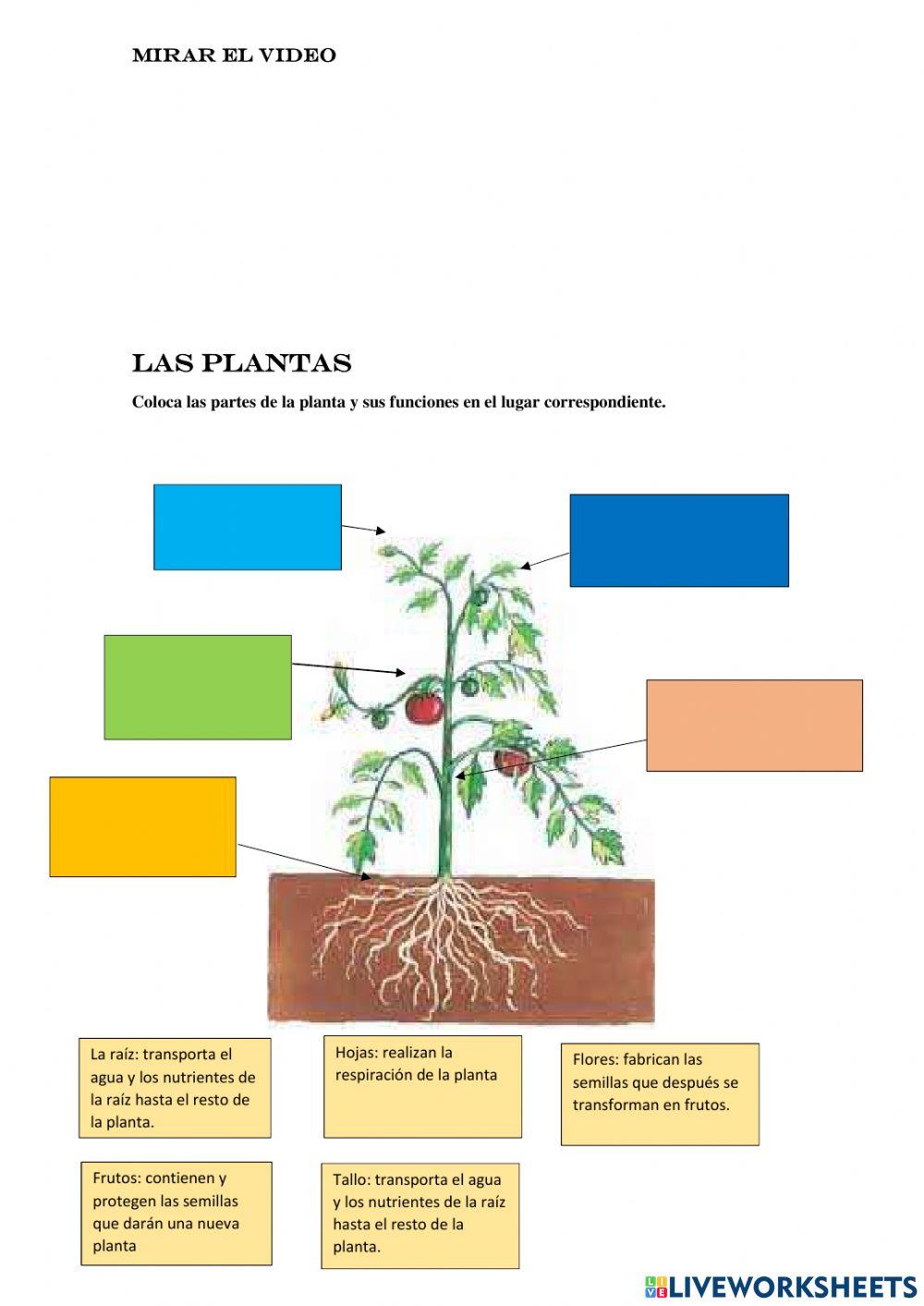 Ficha Creativa Partes De La Planta Worksheet Live Worksheets Lights Crystal