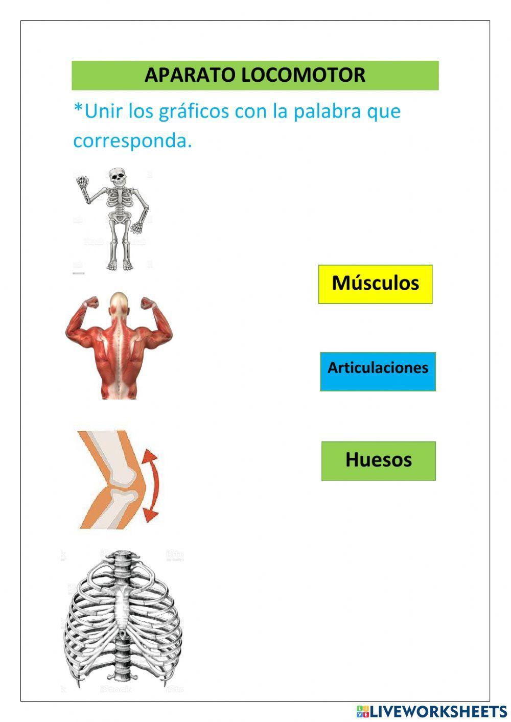 El Aparato Locomotor Ficha Interactiva Proyecto El Sistema Locomotor