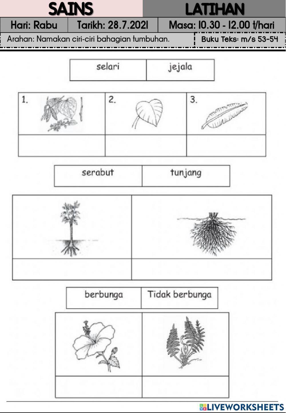 Bahagian Tumbuhan free exercise | Live Worksheets